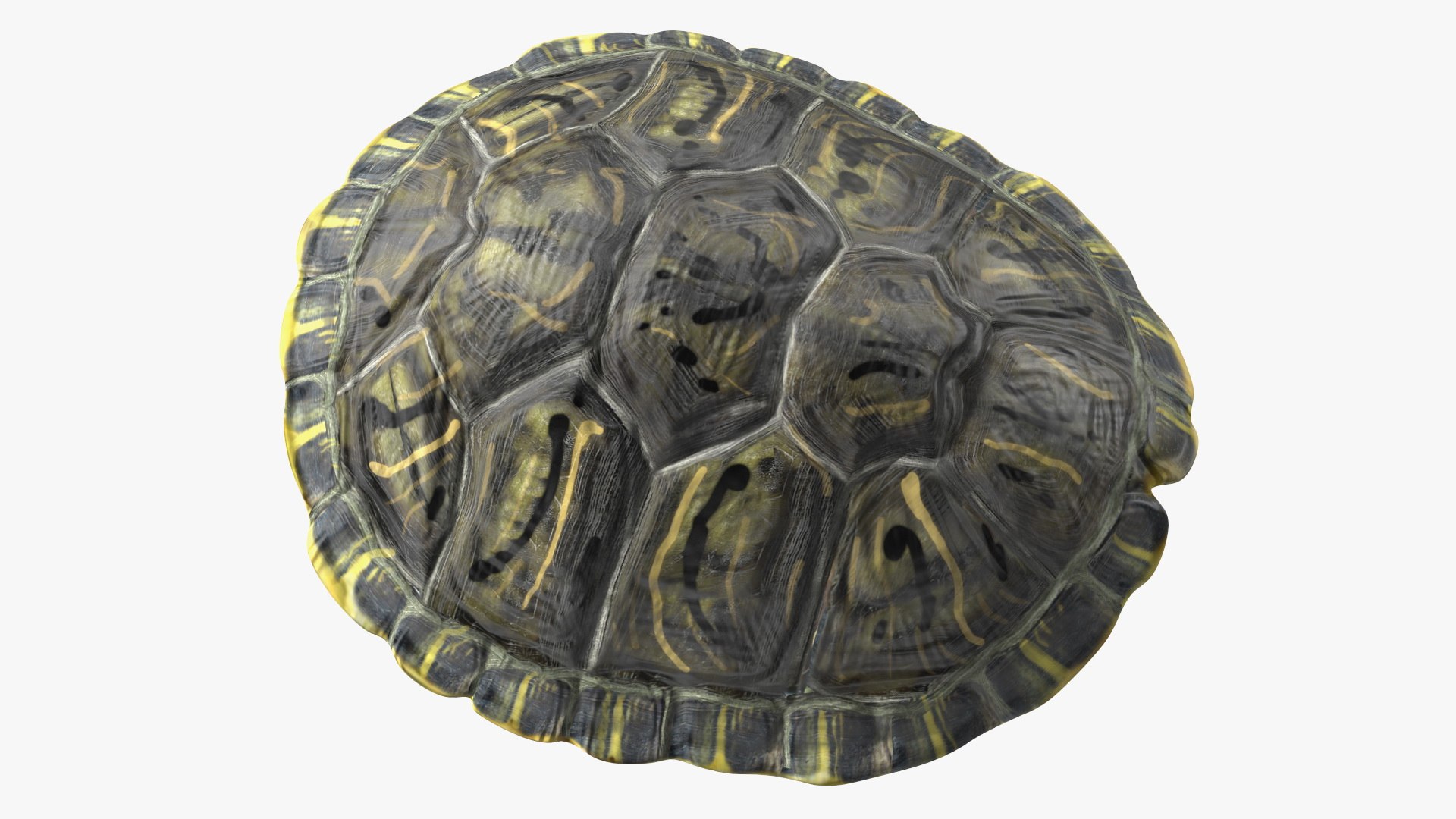 3D Red Eared Turtle Shell Model - TurboSquid 2147301