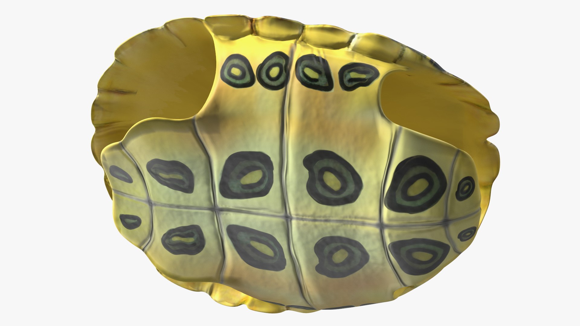 3D Red Eared Turtle Shell Model - TurboSquid 2147301