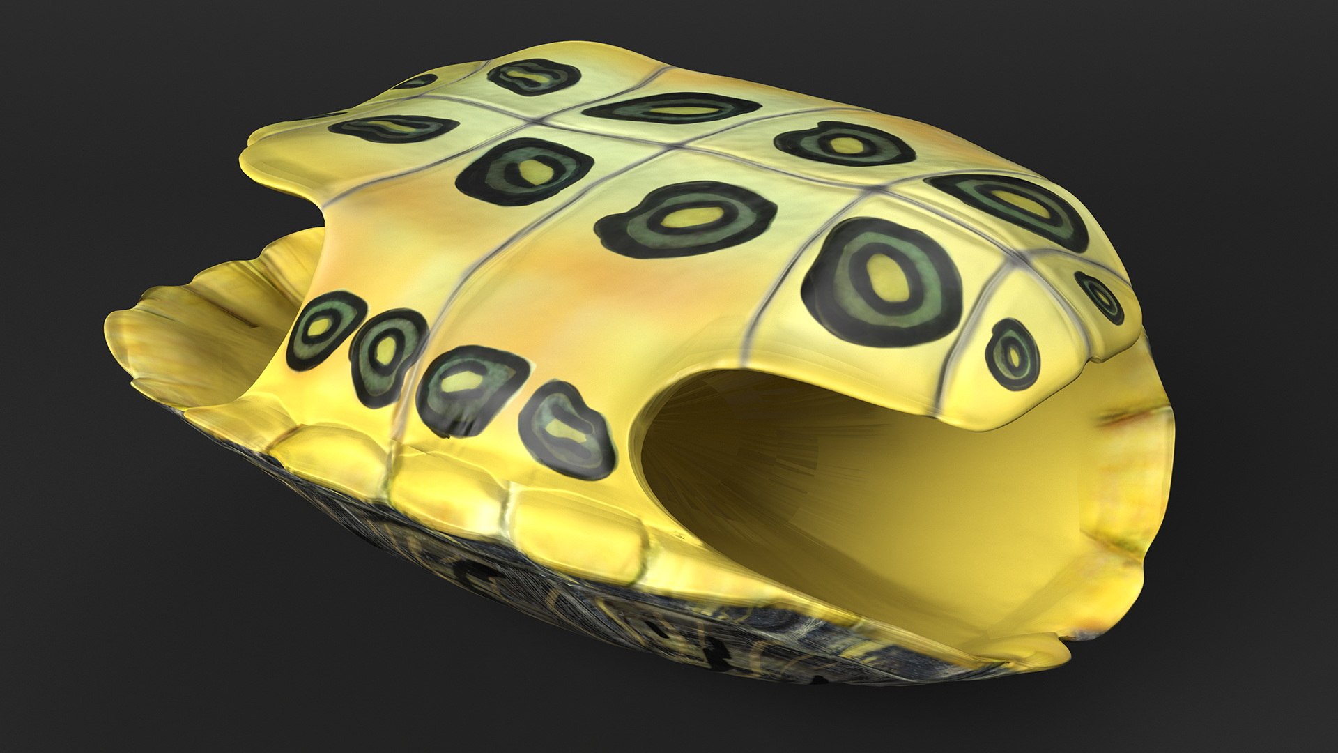 3D Red Eared Turtle Shell Model - TurboSquid 2147301