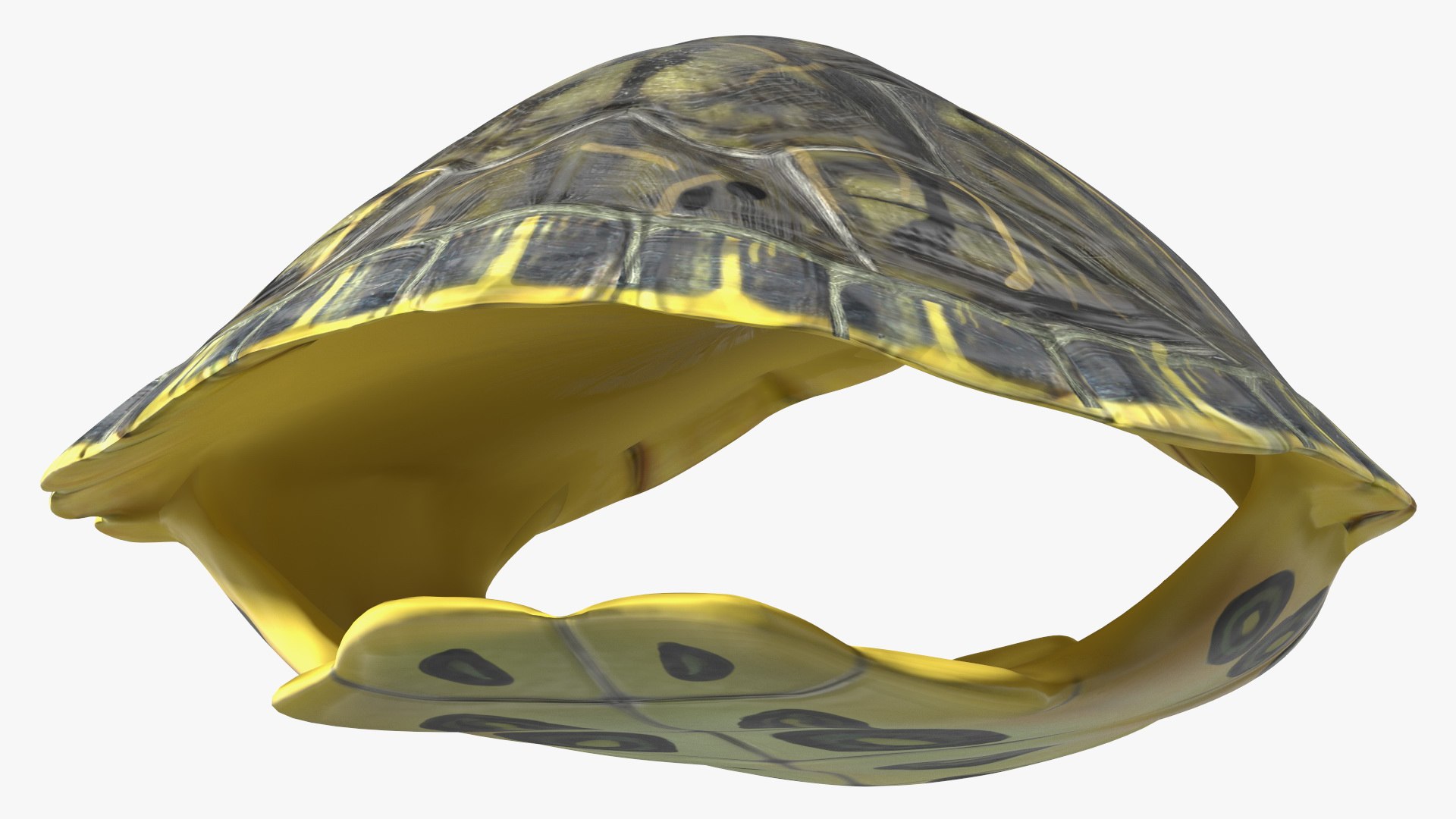 3d Red Eared Turtle Shell Model Turbosquid 2147301