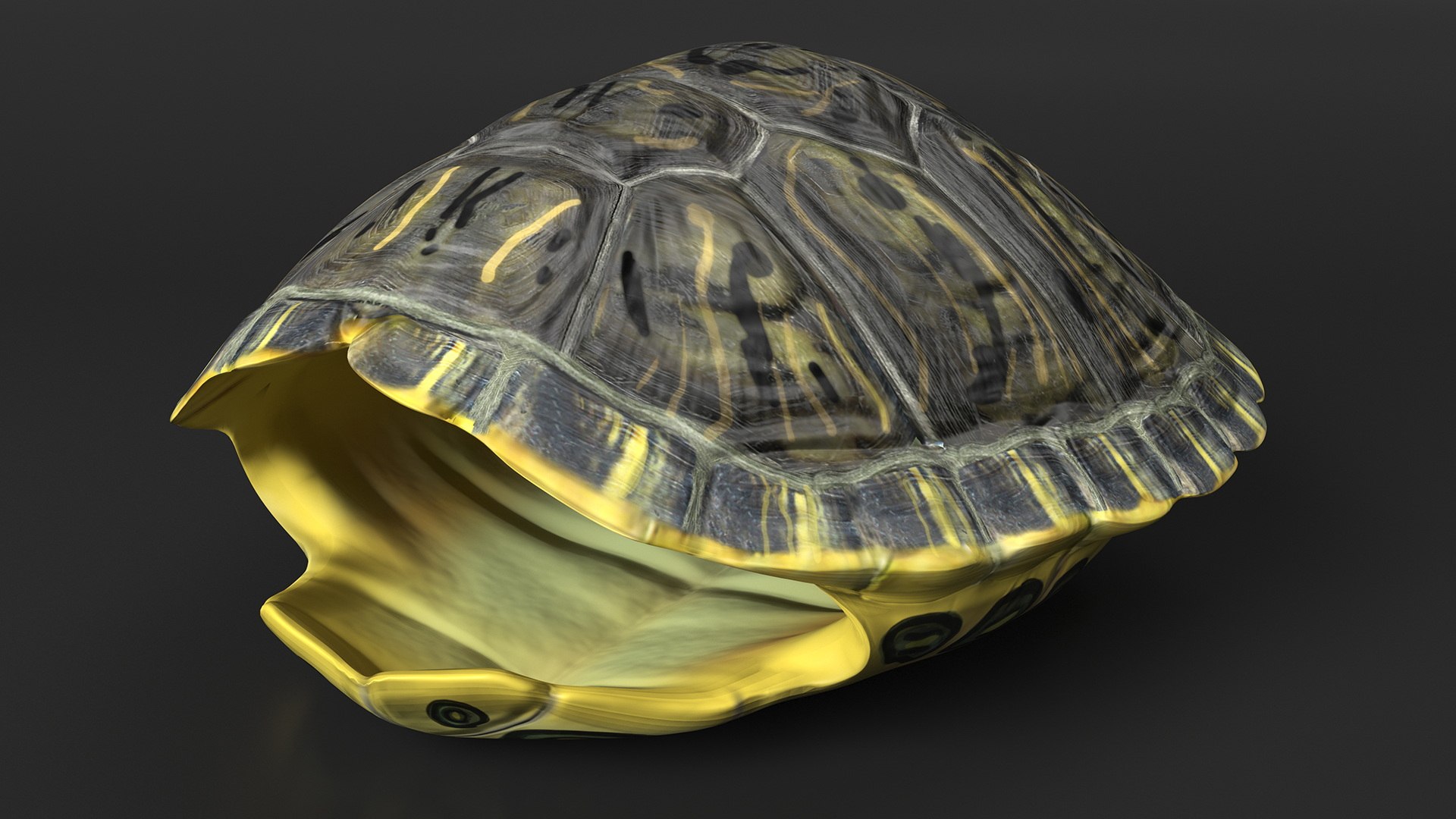3D Red Eared Turtle Shell Model - TurboSquid 2147301