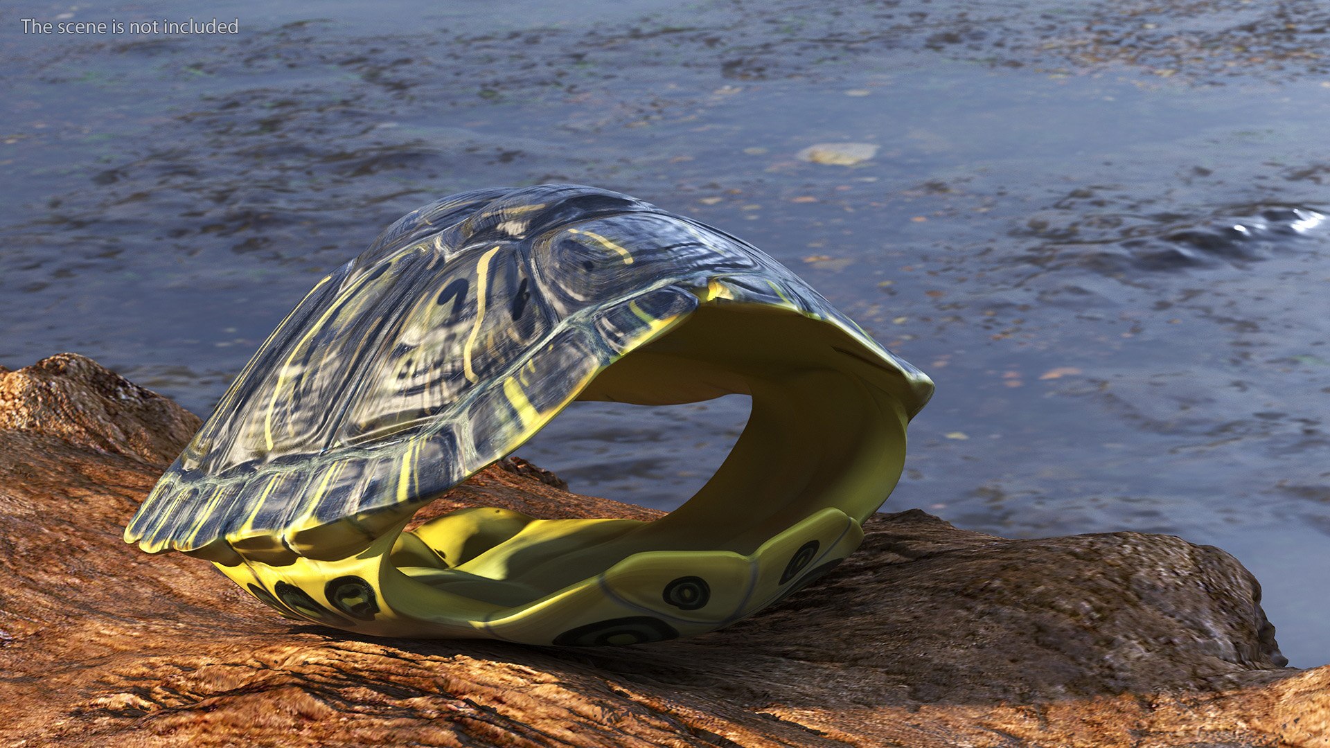 3D Red Eared Turtle Shell Model - TurboSquid 2147301