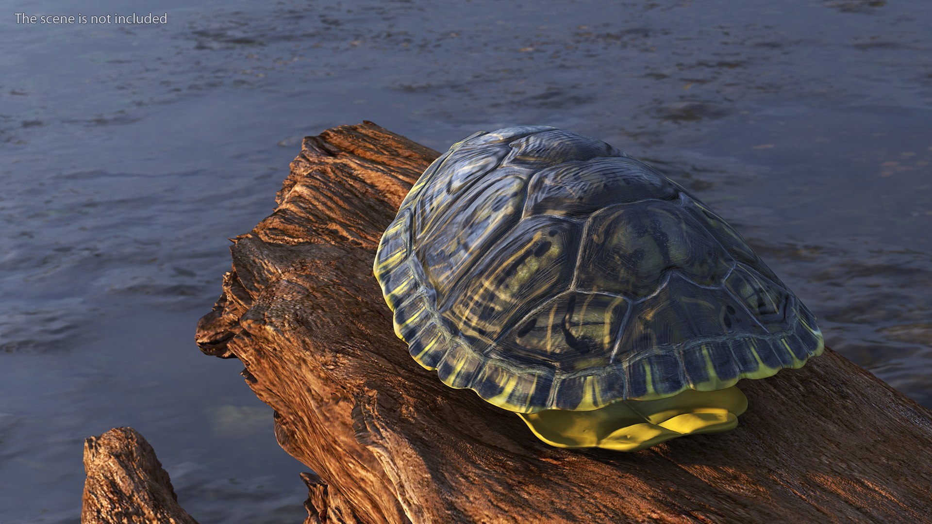 3D Red Eared Turtle Shell Model - TurboSquid 2147301