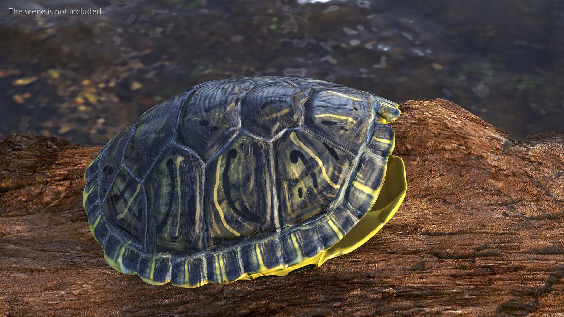 3D Red Eared Turtle Shell Model - TurboSquid 2147301