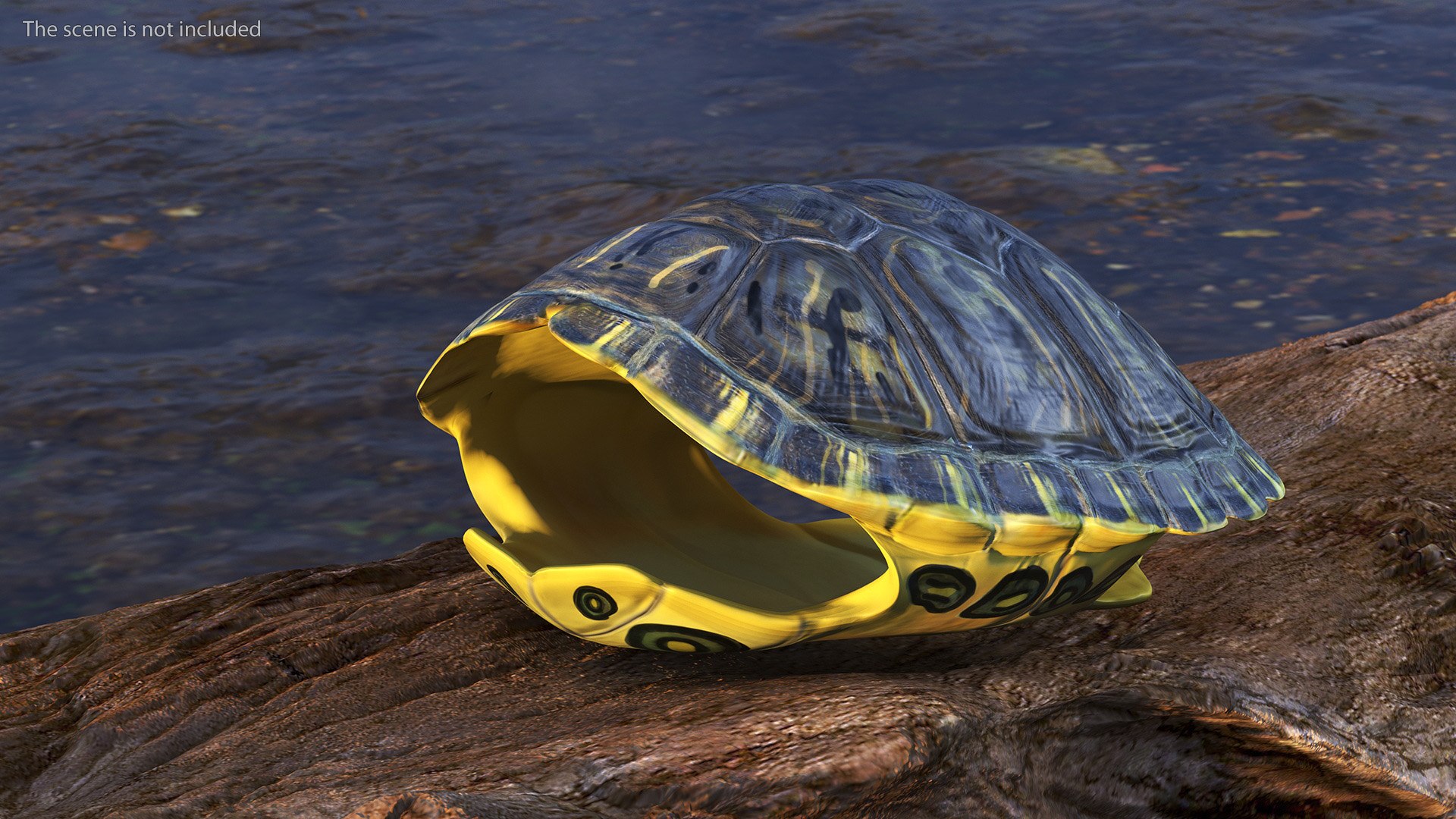 3D Red Eared Turtle Shell Model - TurboSquid 2147301