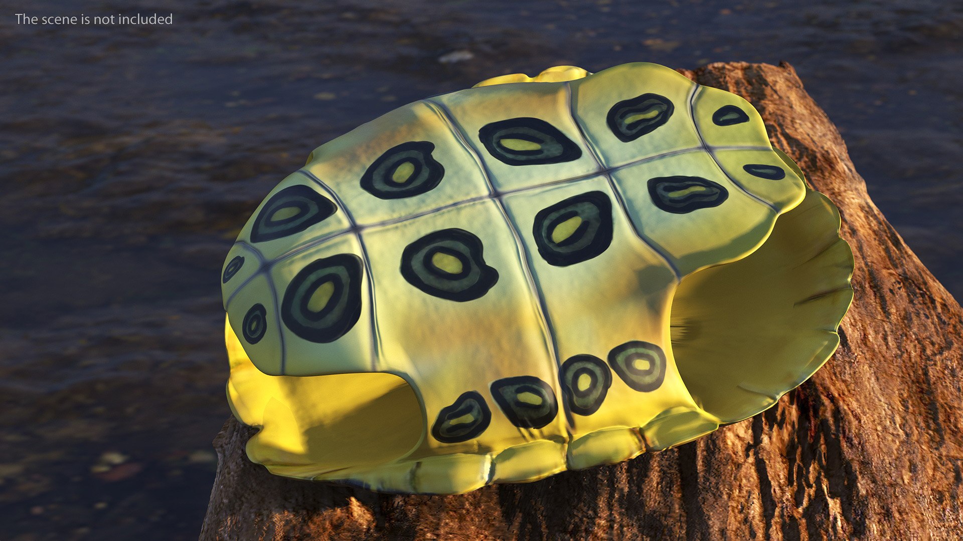 3D Red Eared Turtle Shell Model - TurboSquid 2147301