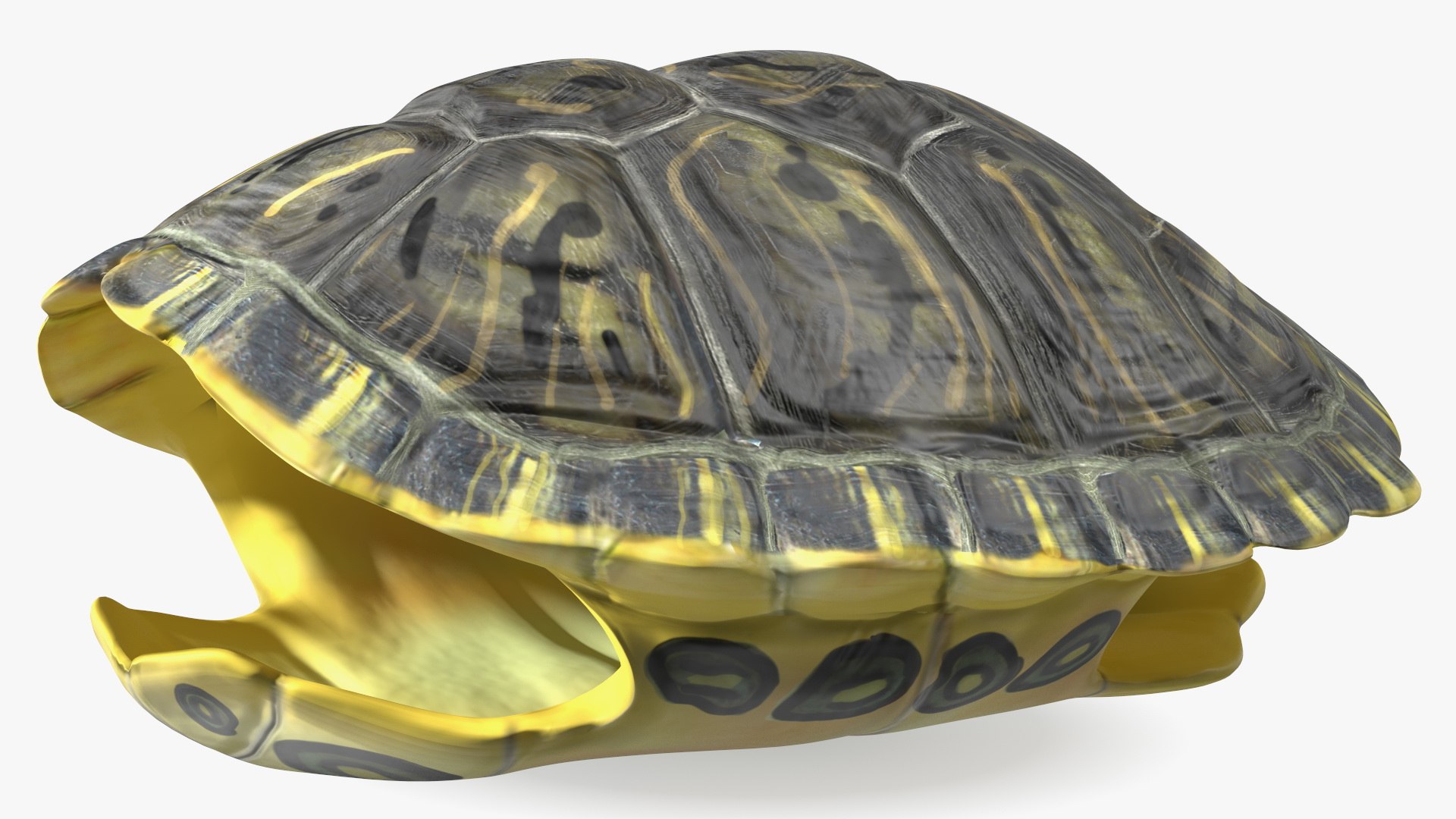 3D Red Eared Turtle Shell Model - TurboSquid 2147301