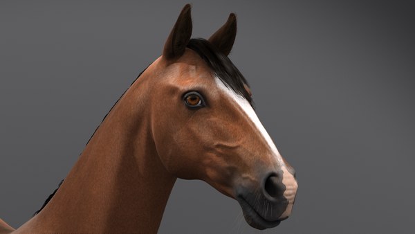 Horse High Poly 3D model - TurboSquid 2043908