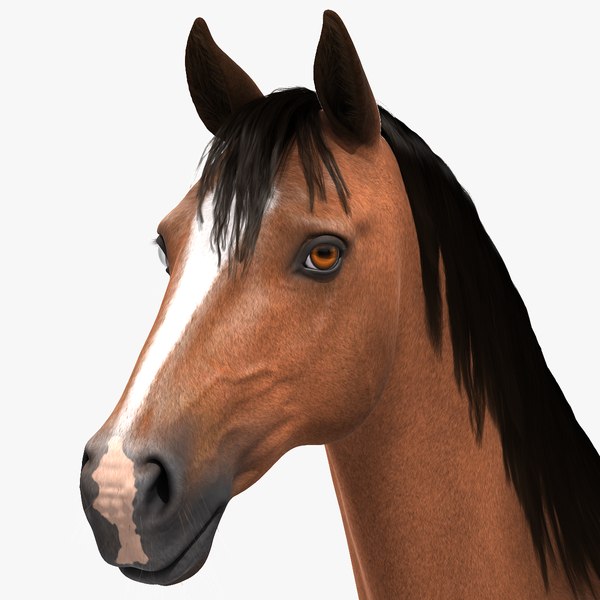 Horse High Poly 3D model - TurboSquid 2043908