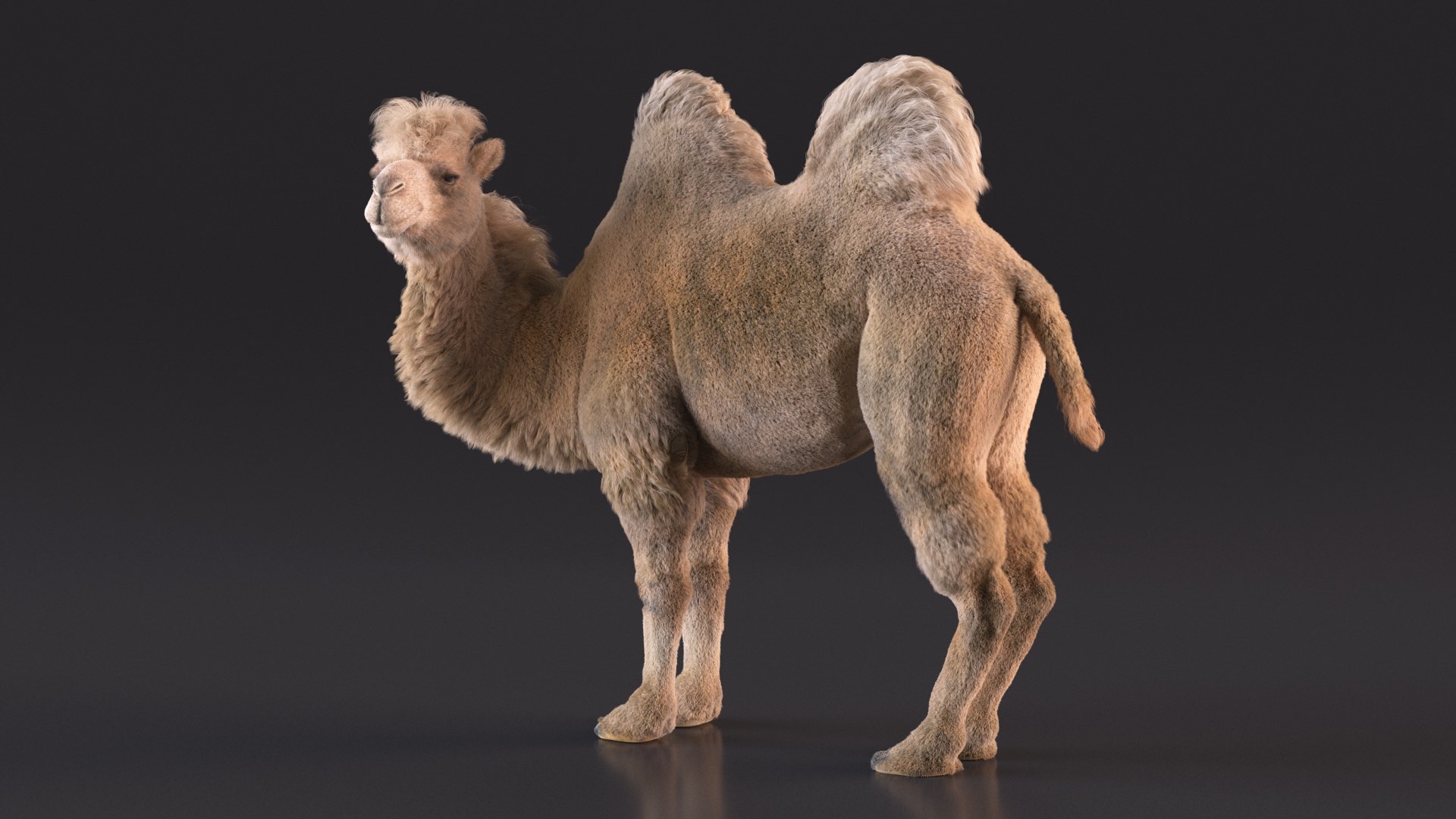 3D Bactrian Camel Light Colored Fur Rigged - TurboSquid 2273669