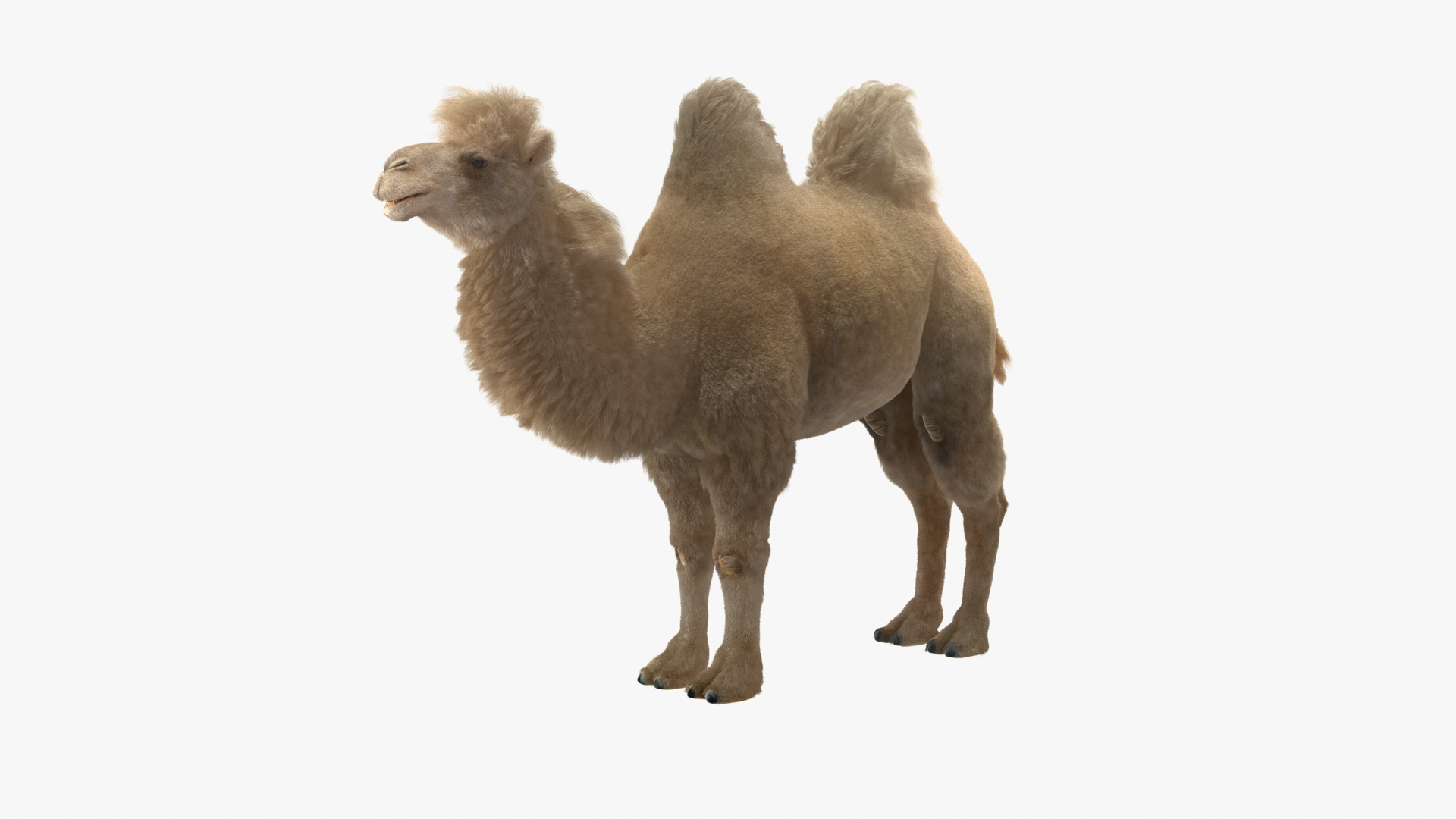 3D Bactrian Camel Light Colored Fur Rigged - TurboSquid 2273669