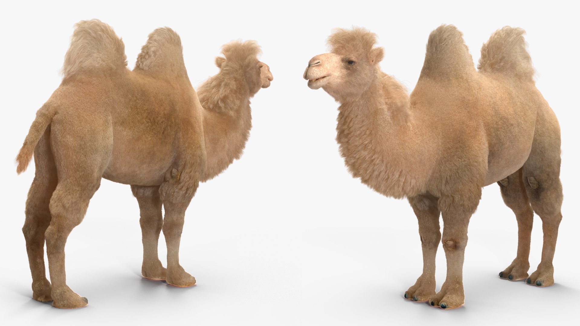 3D Bactrian Camel Light Colored Fur Rigged - TurboSquid 2273669