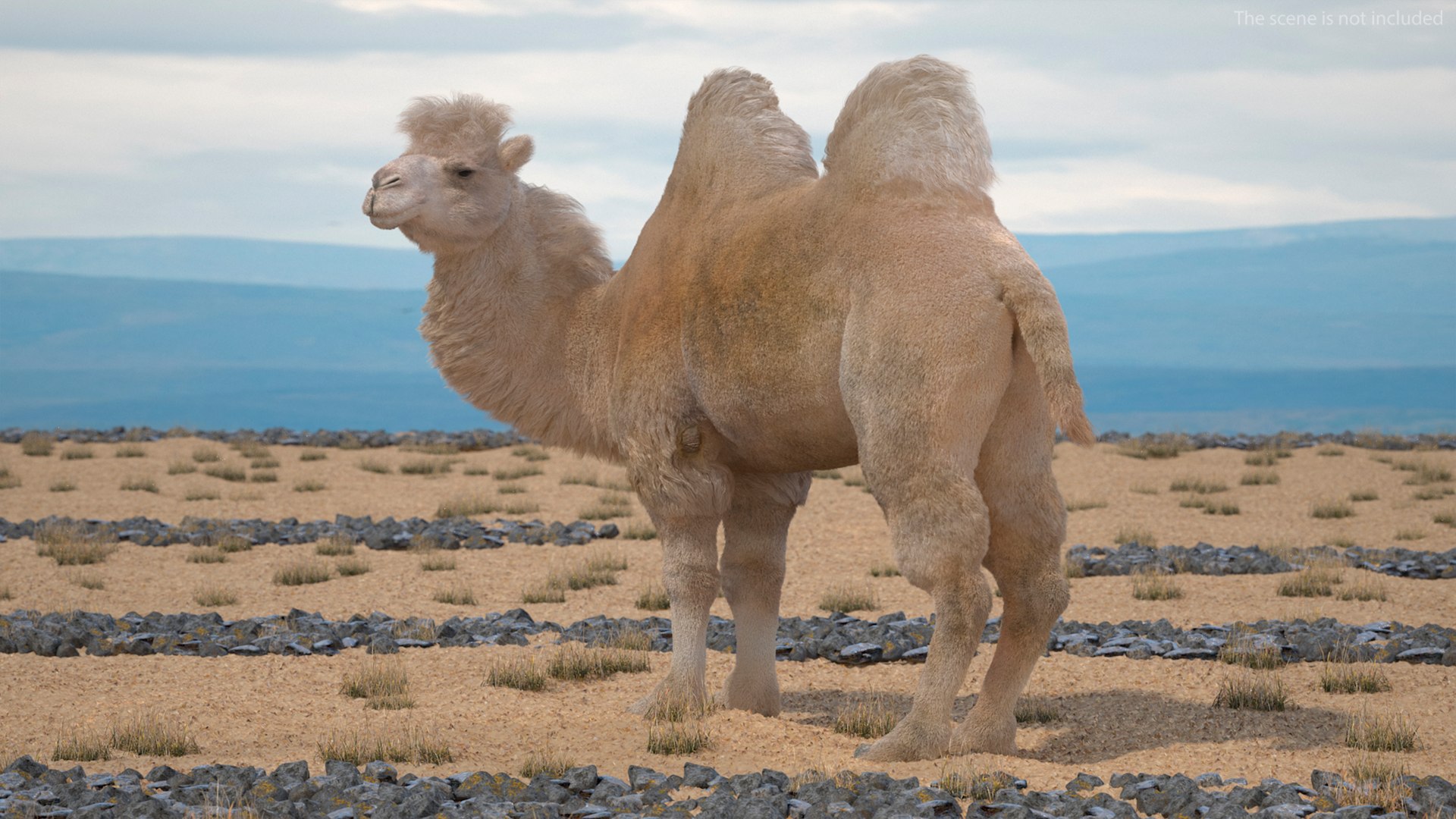 3D Bactrian Camel Light Colored Fur Rigged - TurboSquid 2273669