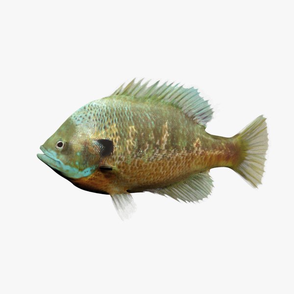 3D Bluegill - TurboSquid 1961658