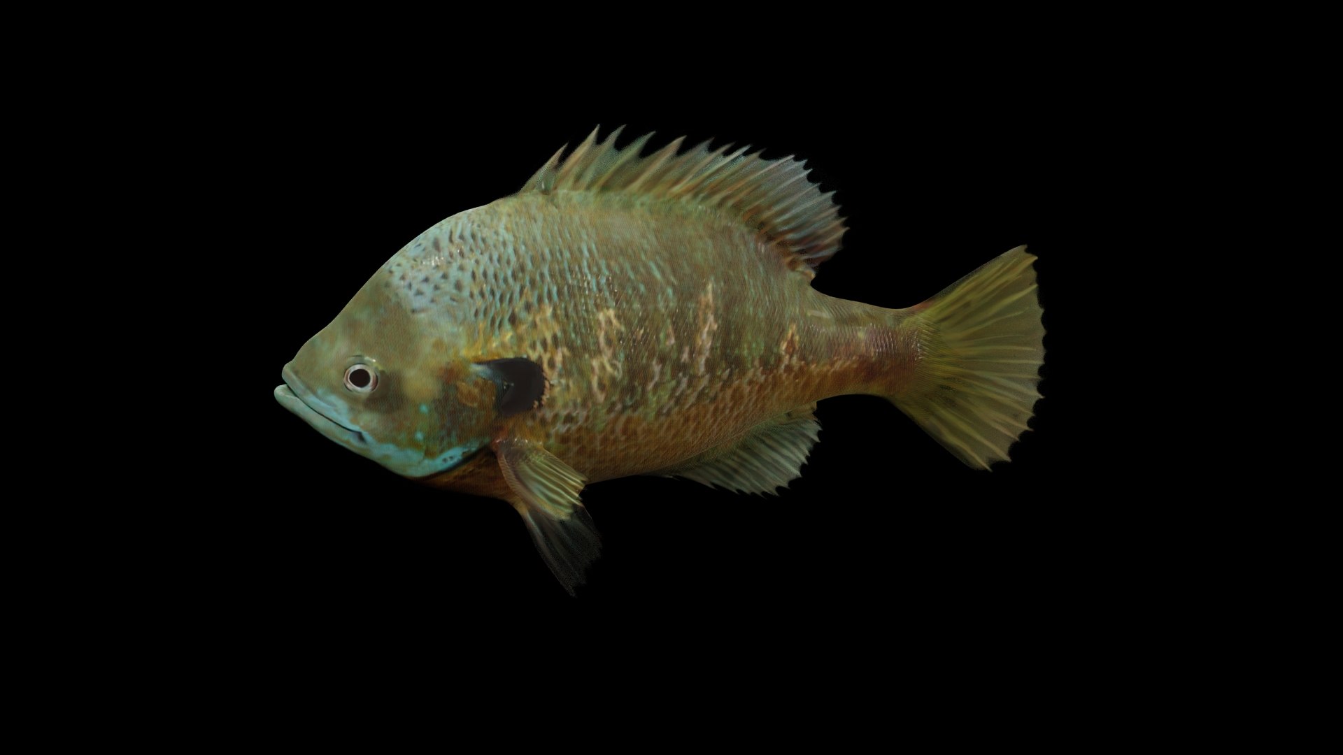 3D Bluegill - TurboSquid 1961658