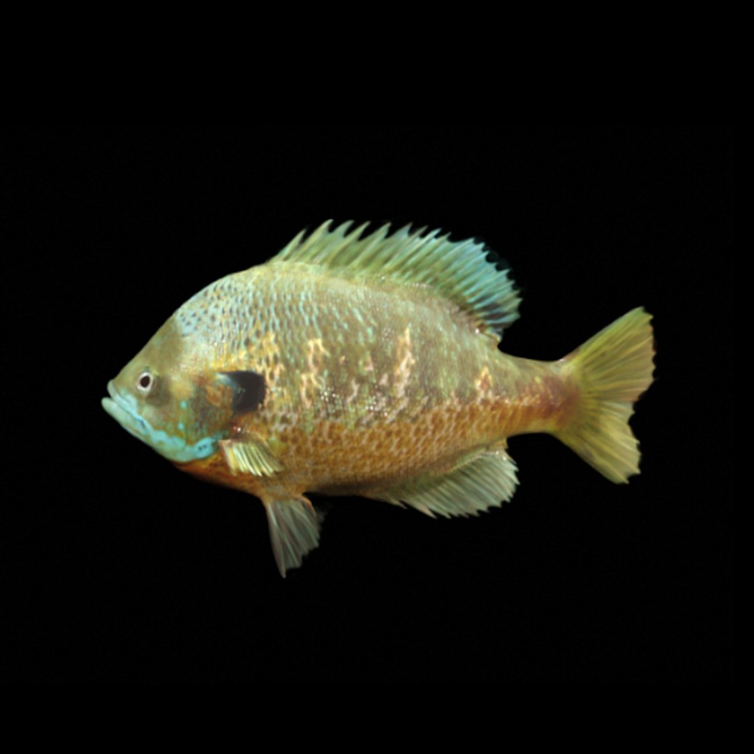 3D Bluegill - TurboSquid 1961658
