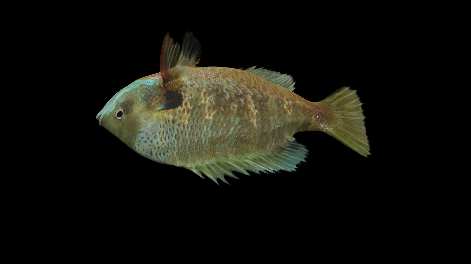 3D Bluegill - TurboSquid 1961658