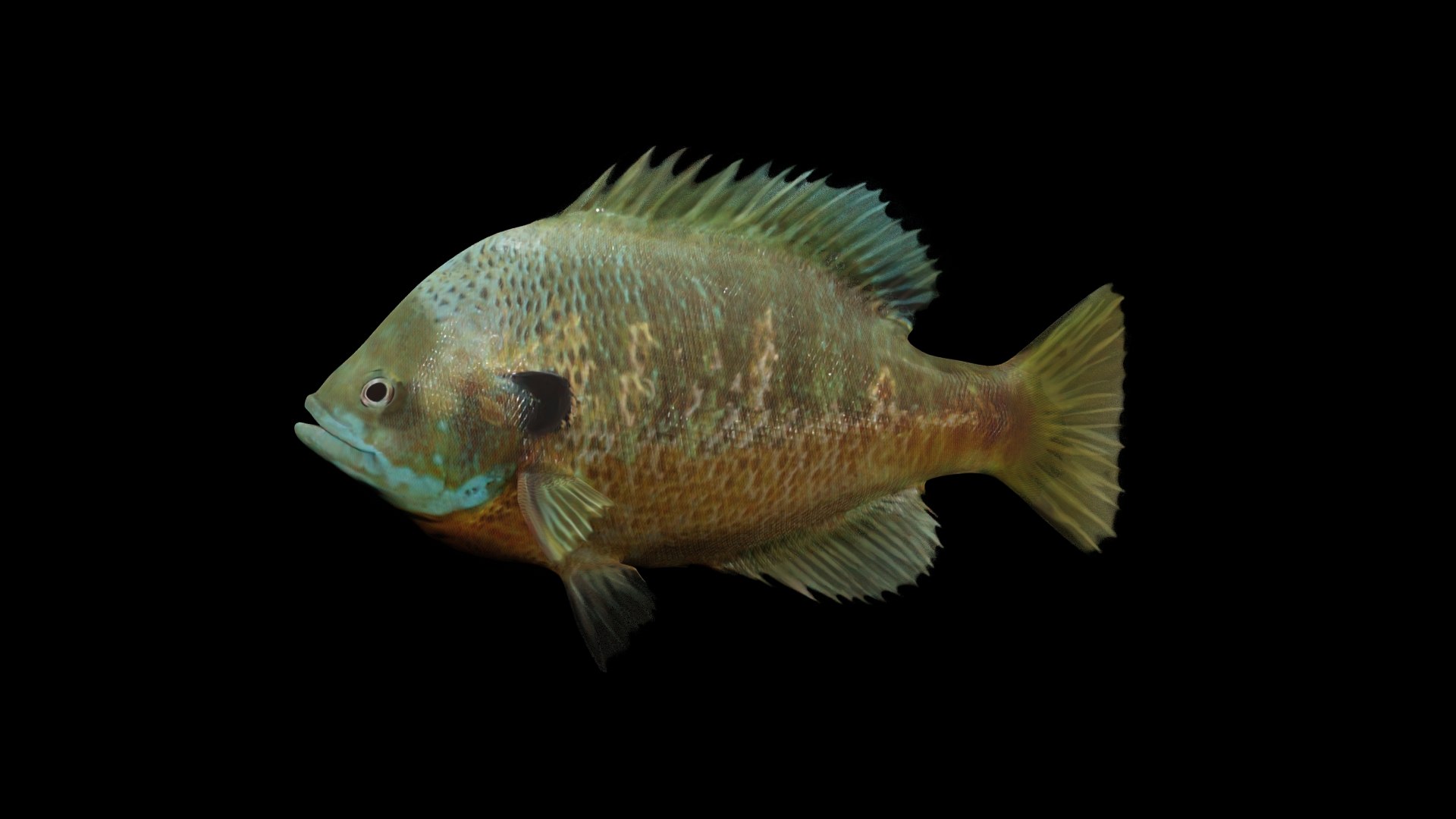 3D Bluegill - TurboSquid 1961658