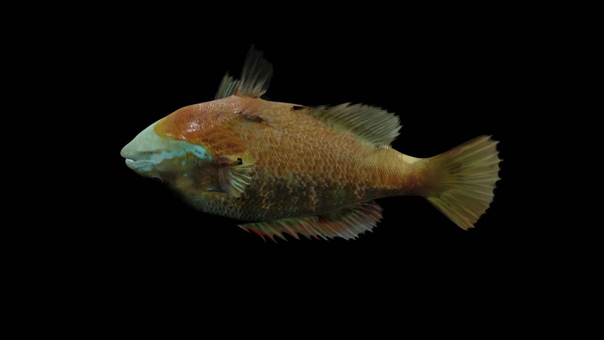 3D Bluegill - TurboSquid 1961658