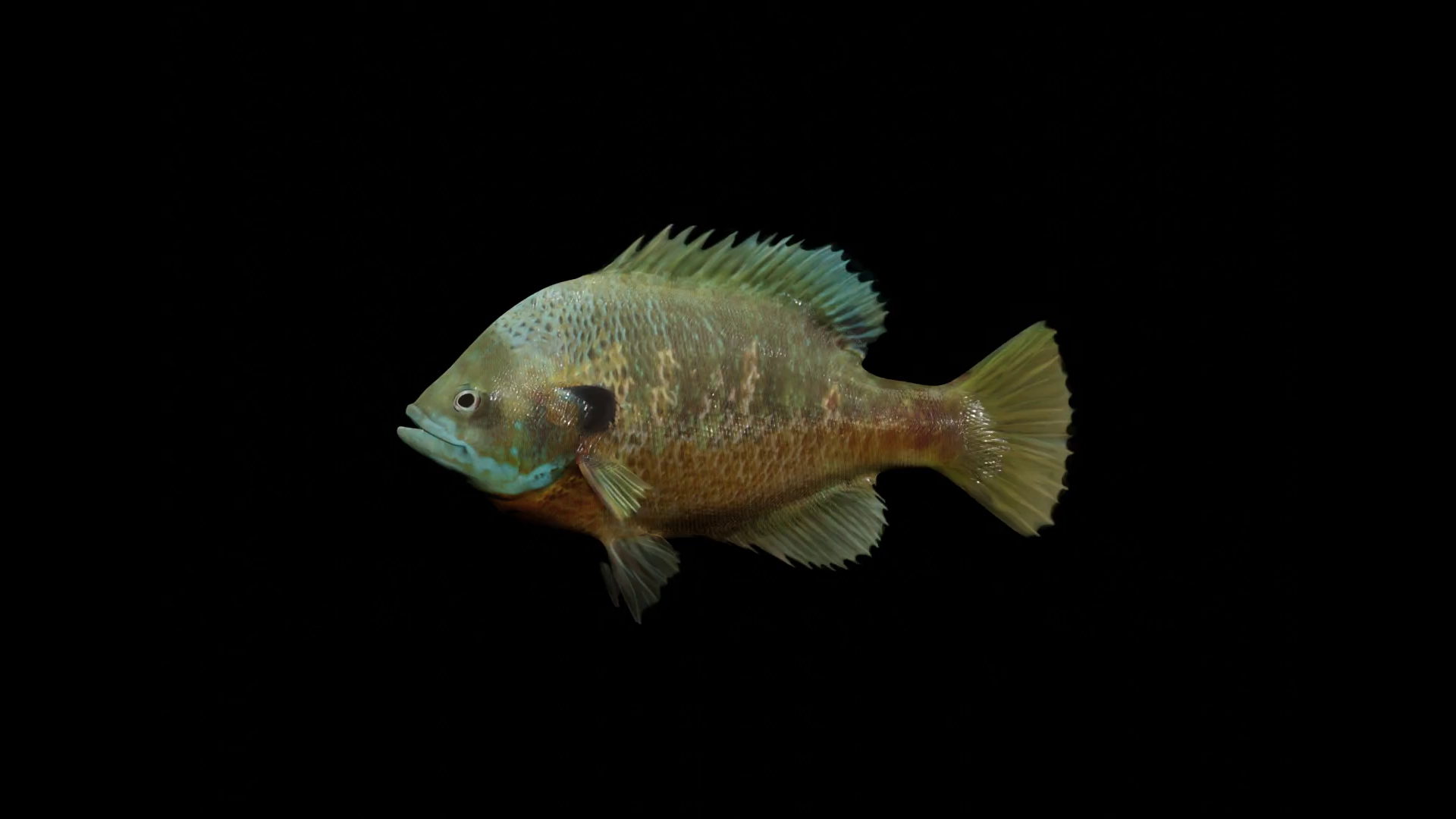 3D Bluegill - TurboSquid 1961658