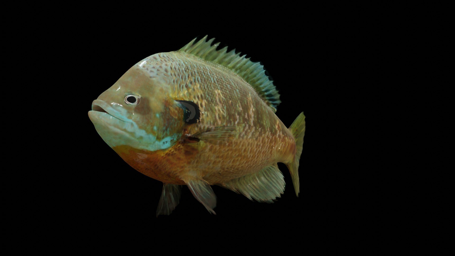 3D Bluegill - TurboSquid 1961658