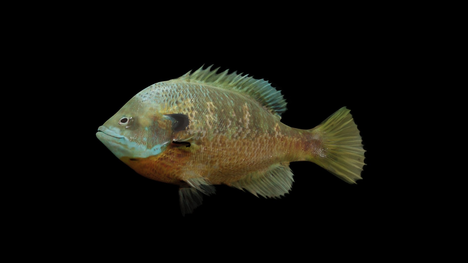3D Bluegill - TurboSquid 1961658