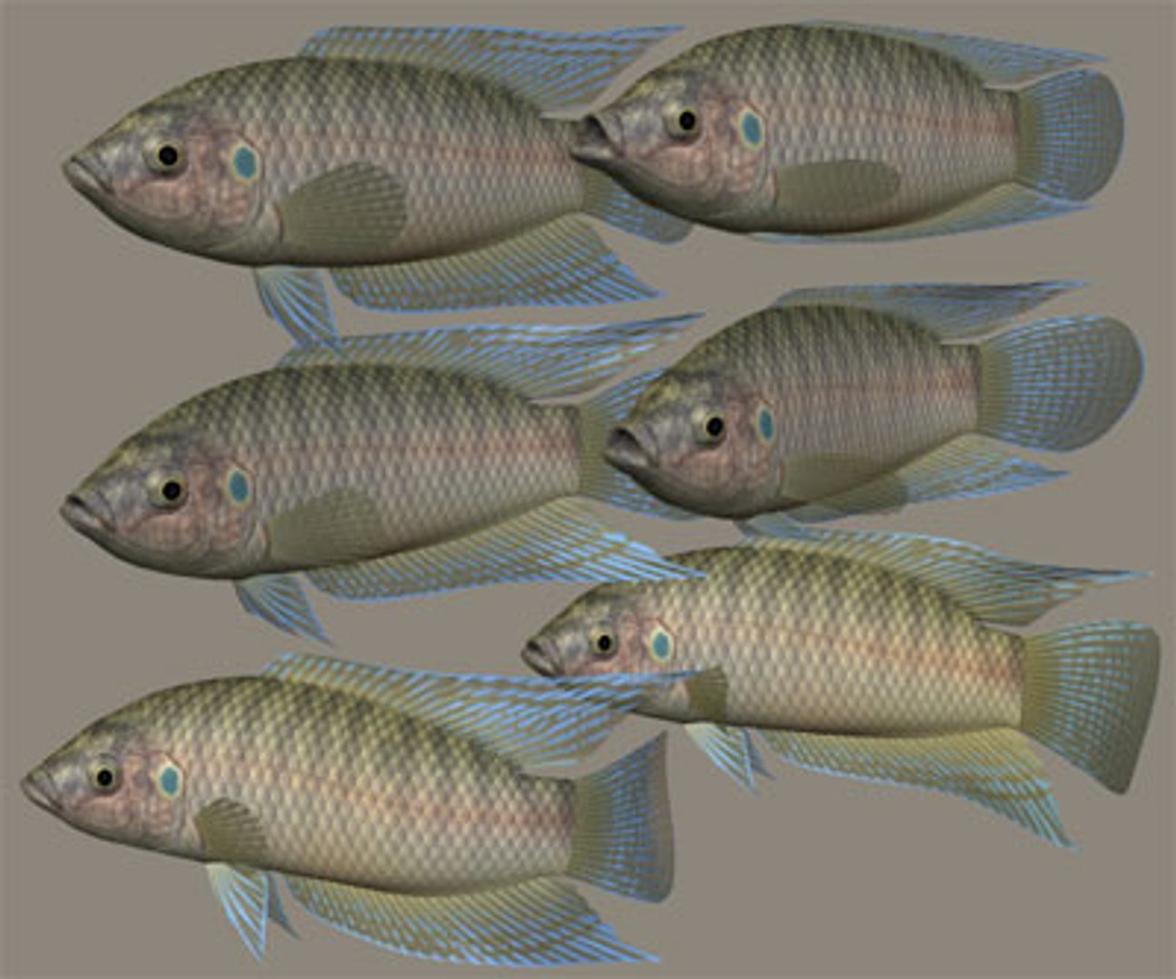 Chinese Paradisefish Tougyo 3ds