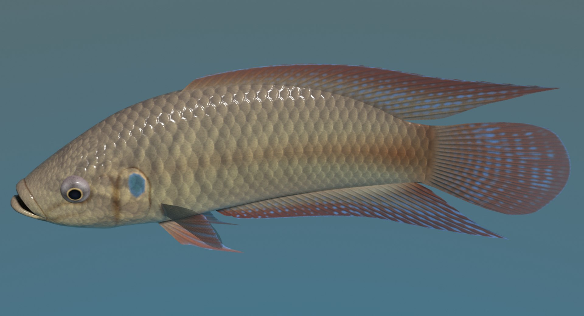 Chinese Paradisefish Tougyo 3ds