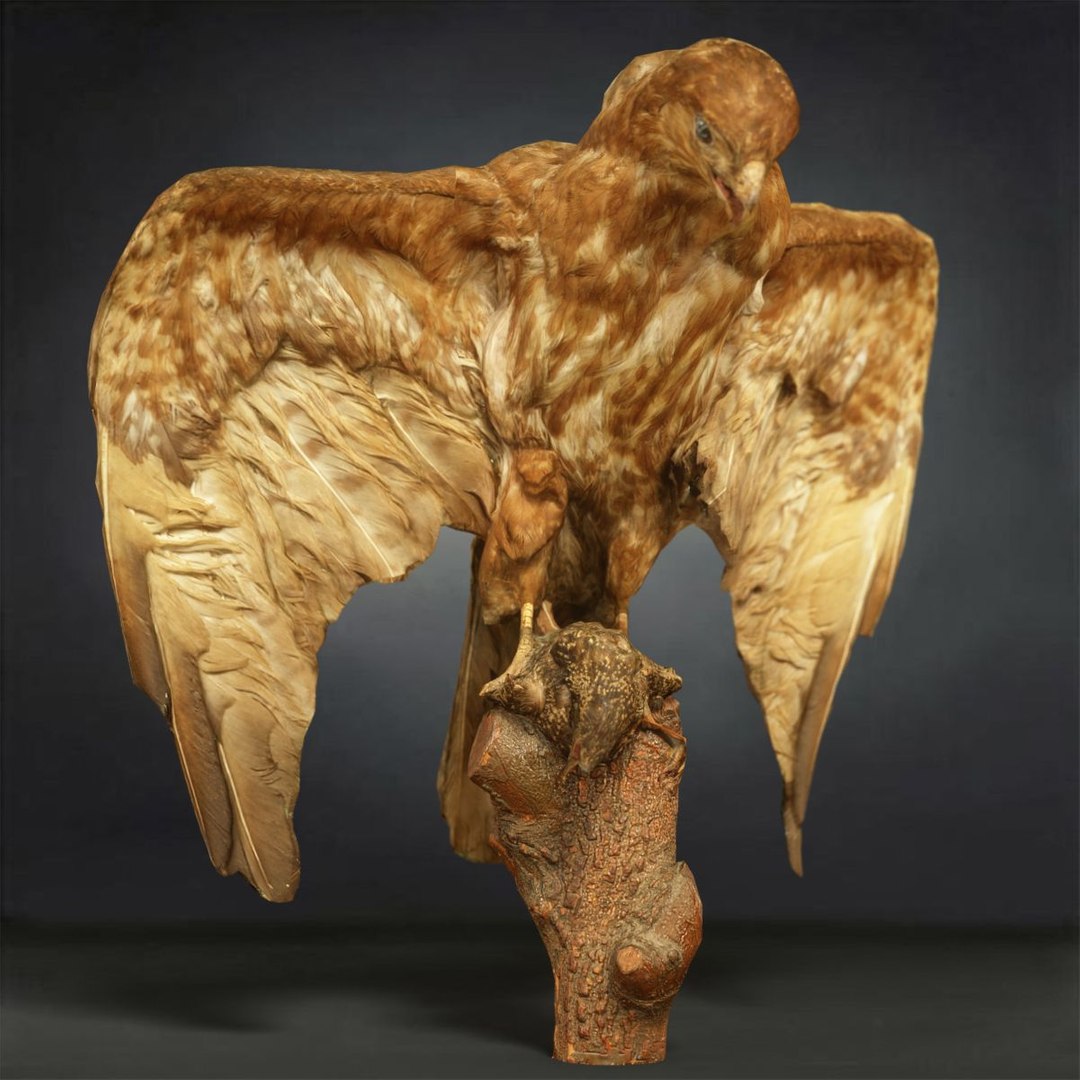 3D animal digital photogrammetry model - TurboSquid 1162976