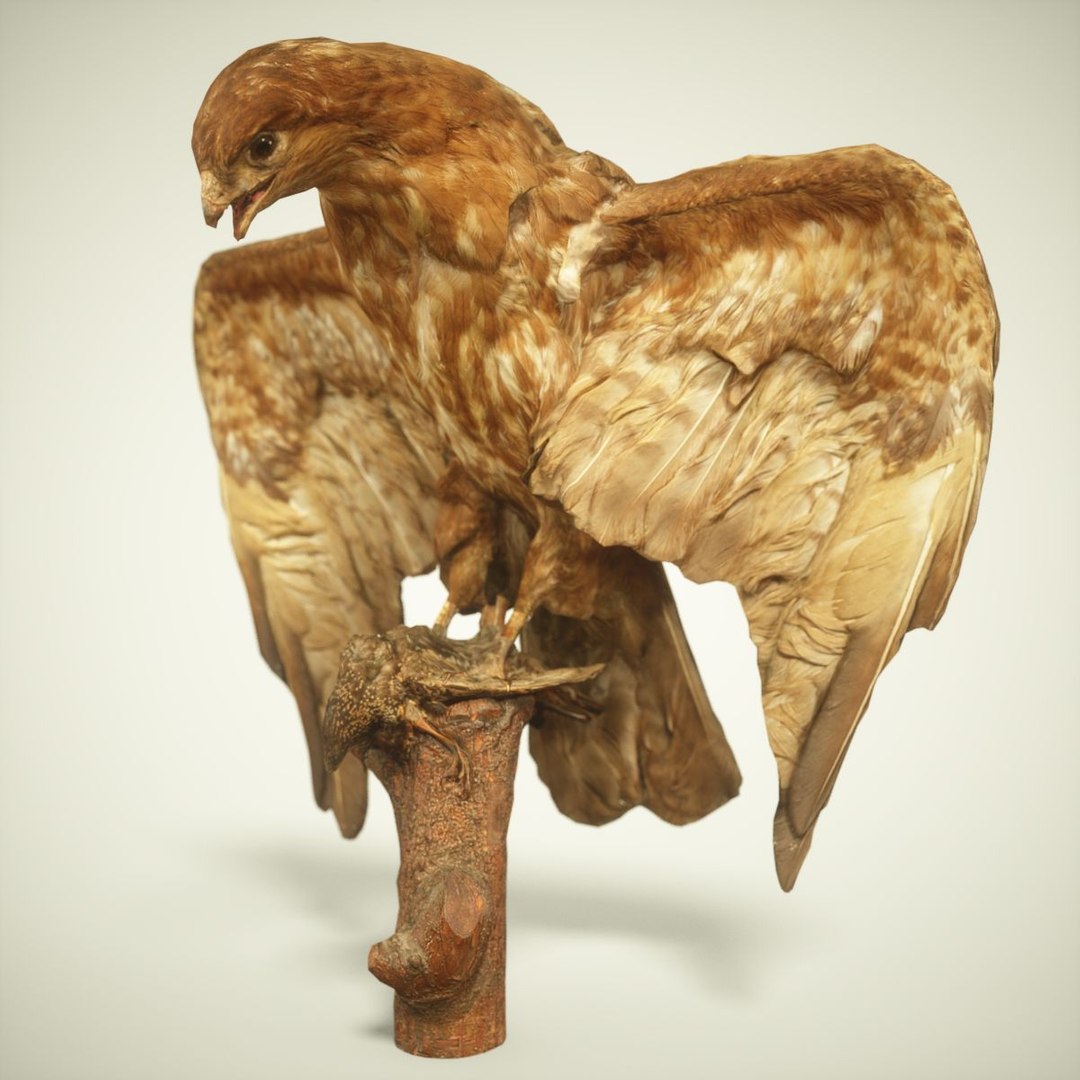 3D Animal Digital Photogrammetry Model - TurboSquid 1162976