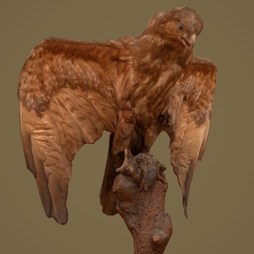 3D Animal Digital Photogrammetry Model - TurboSquid 1162976