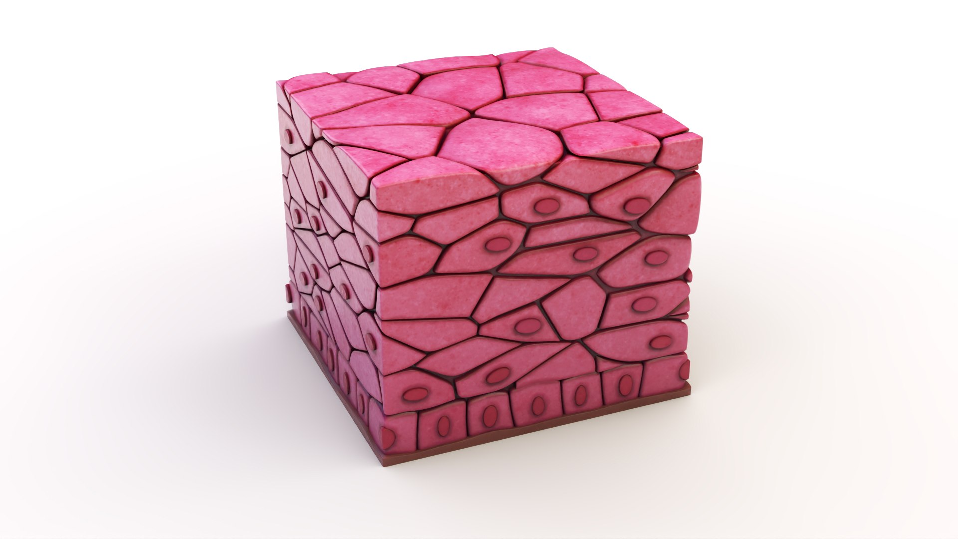 Stratified Epithelium 3D - TurboSquid 2235552