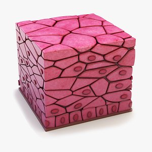 Free 3D Skin Models | TurboSquid