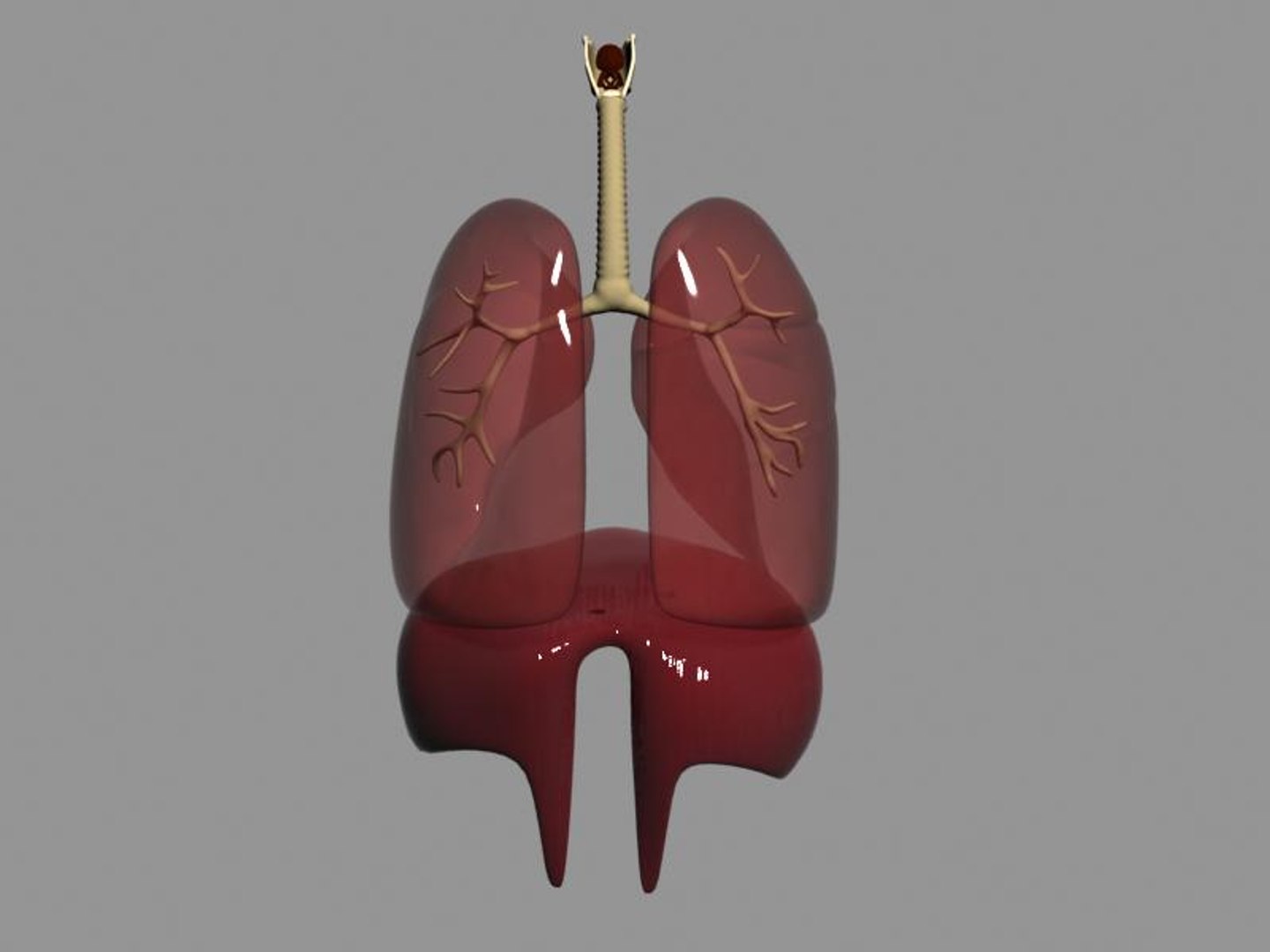 3d Model Respiratory