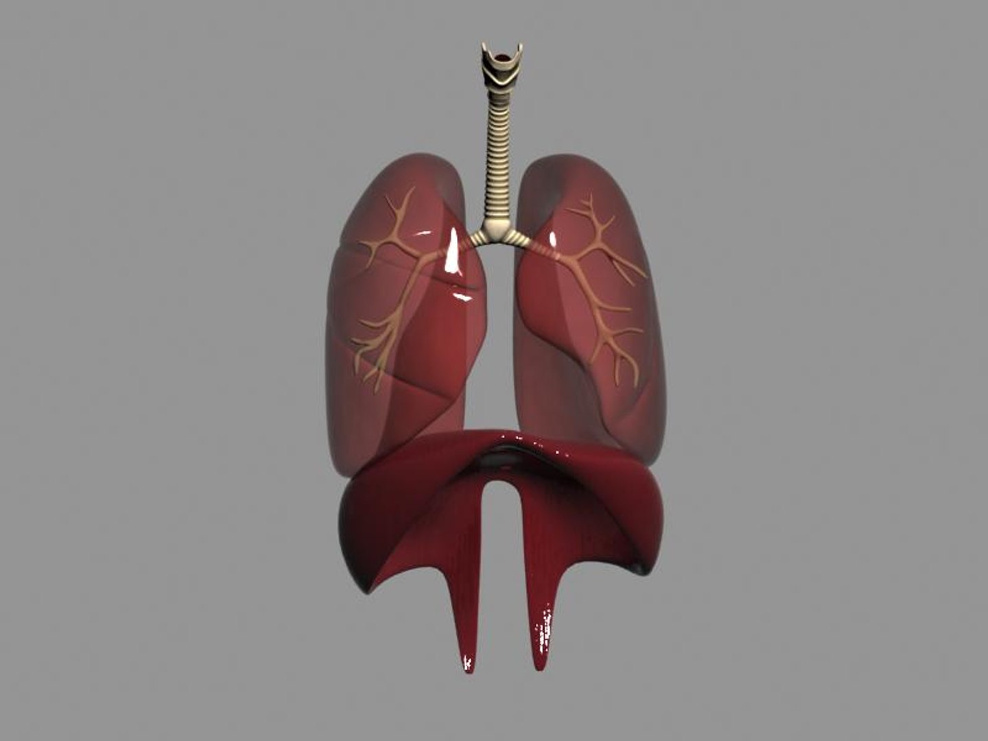 3d Model Respiratory
