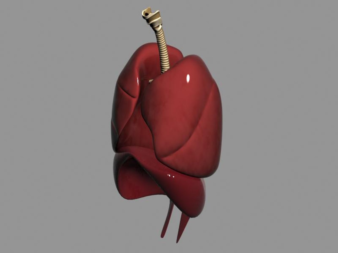 3d Model Respiratory