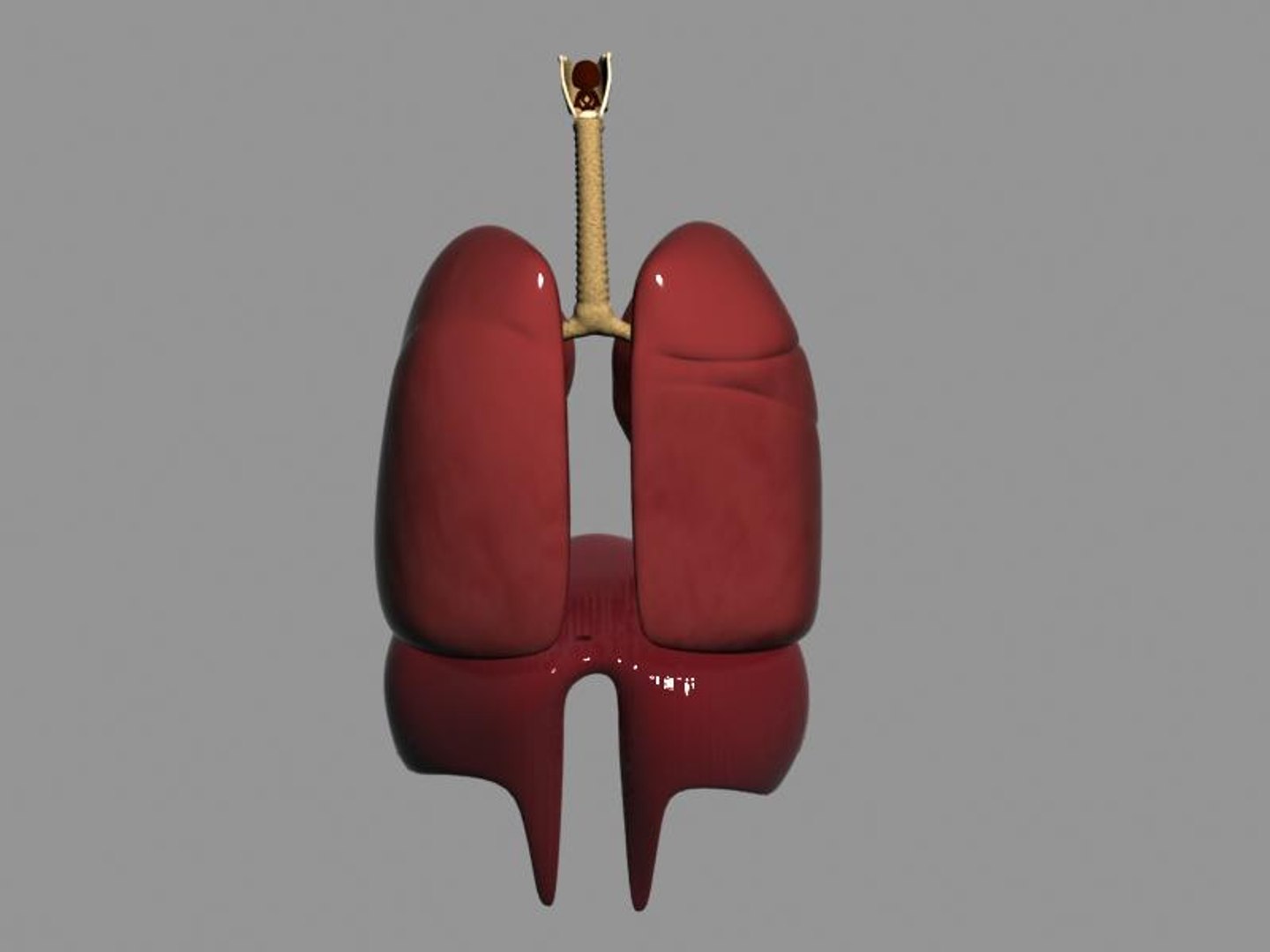 3d Model Respiratory