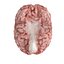 Realistic Brain 3d Max