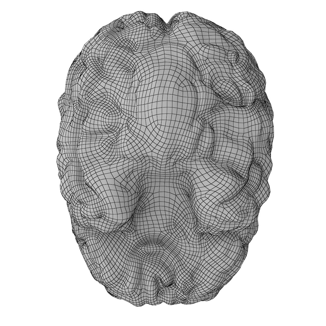 Realistic Brain 3d Max