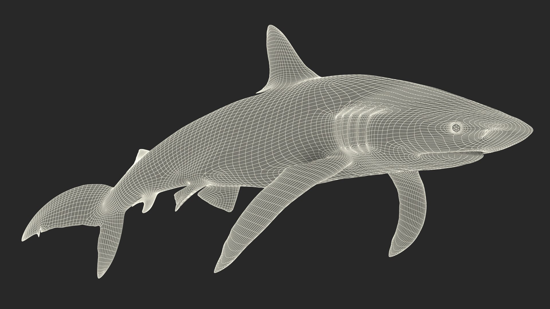 Realistic Silky Shark Rigged For Maya 3D Model - TurboSquid 2286774