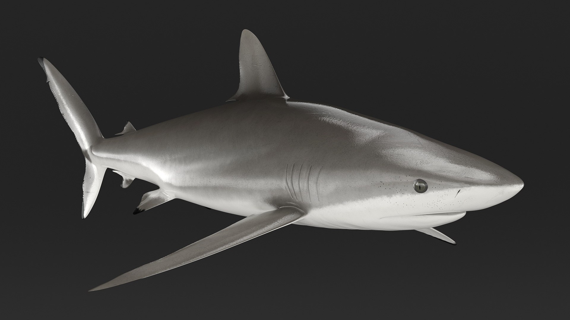 Realistic Silky Shark Rigged For Maya 3D Model - TurboSquid 2286774