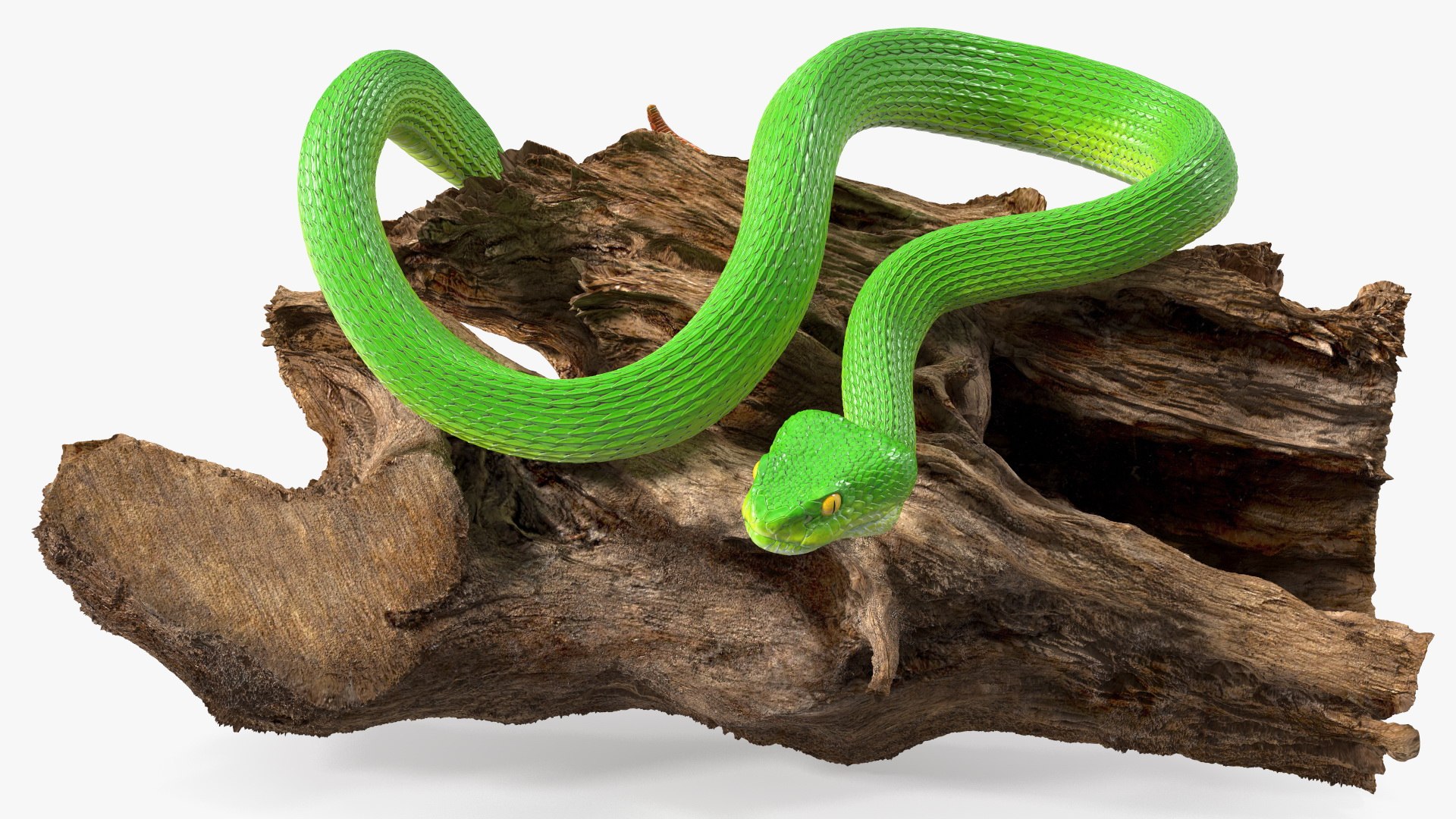 3D Hanging Trunk Green Snake Trimeresurus - TurboSquid 2106168