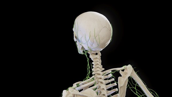 3D модель Human Female Body Skeleton and Lymphatic Systems - TurboSquid ...