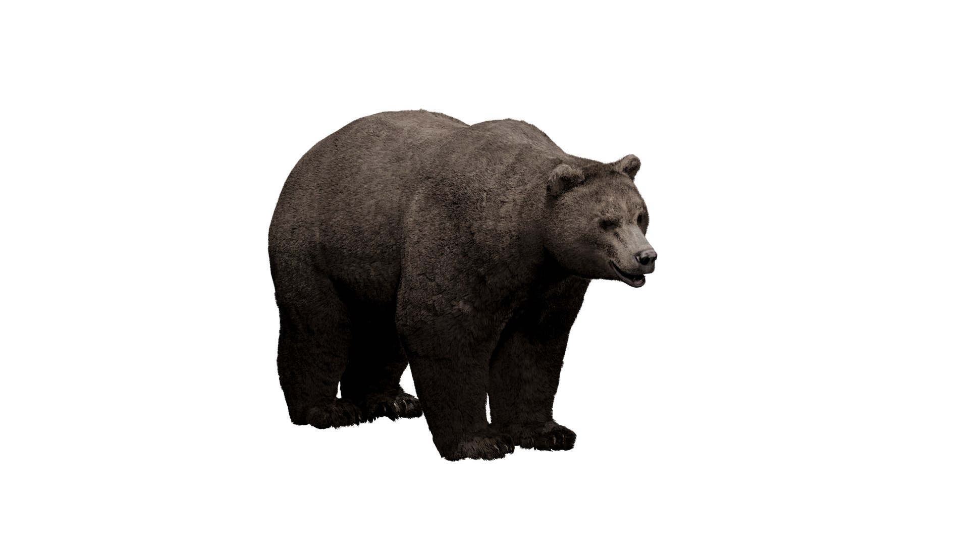 Bear - Rigged Blender 3d model model - TurboSquid 2002925