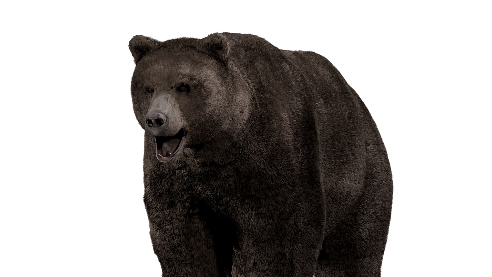 Bear - Rigged Blender 3d model model - TurboSquid 2002925