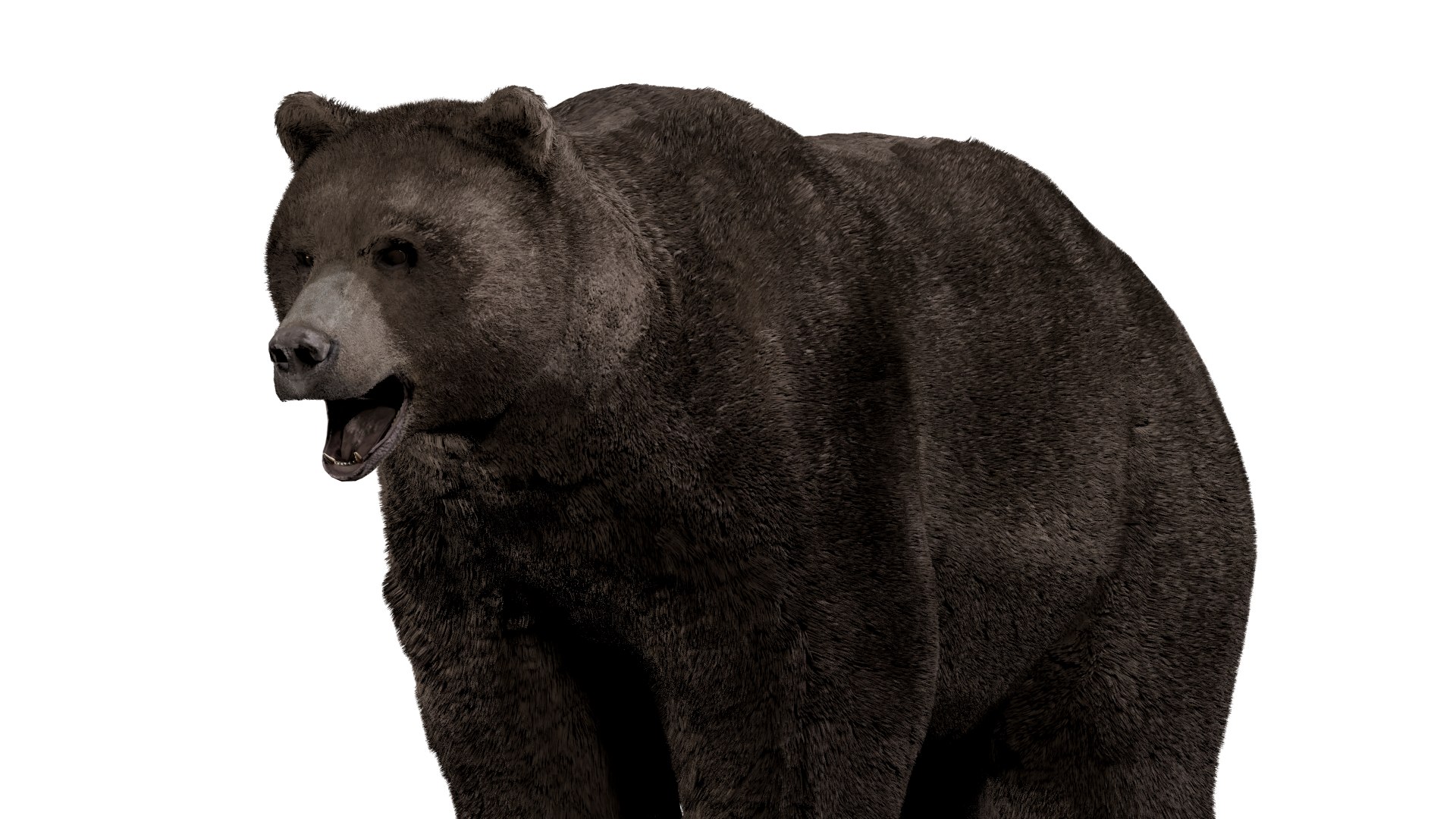 Bear - Rigged Blender 3d model model - TurboSquid 2002925