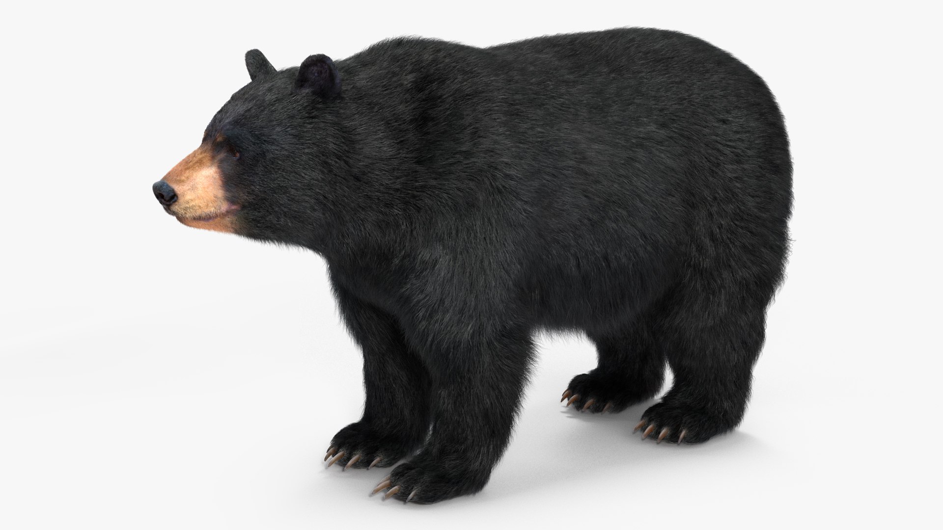 3D Black Bear Fur - TurboSquid 2255001