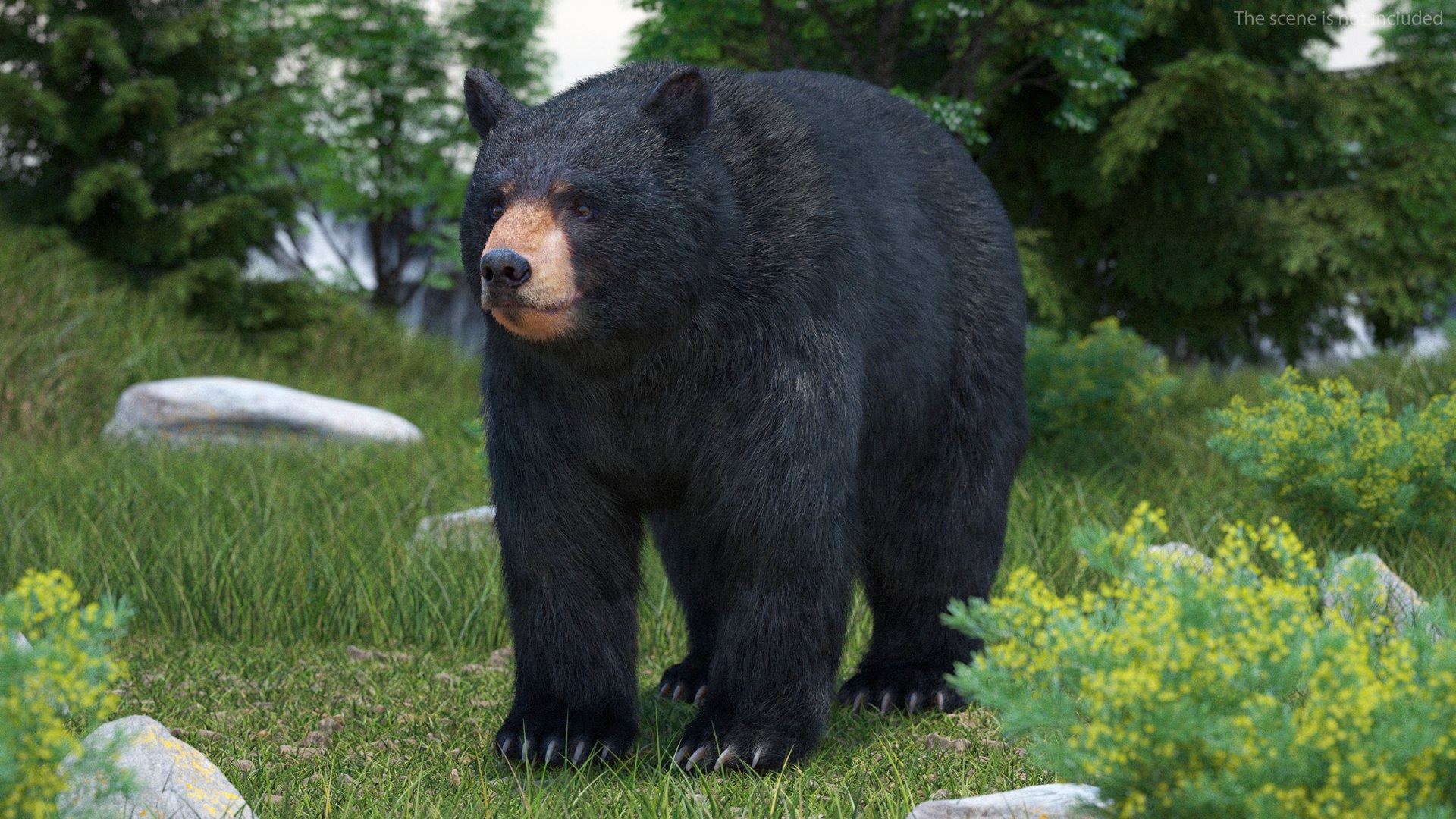3D Black Bear Fur - TurboSquid 2255001