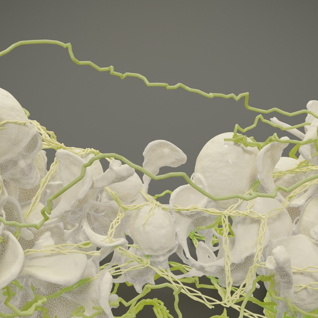 Letter h bones skeleton 3D - TurboSquid 1546135