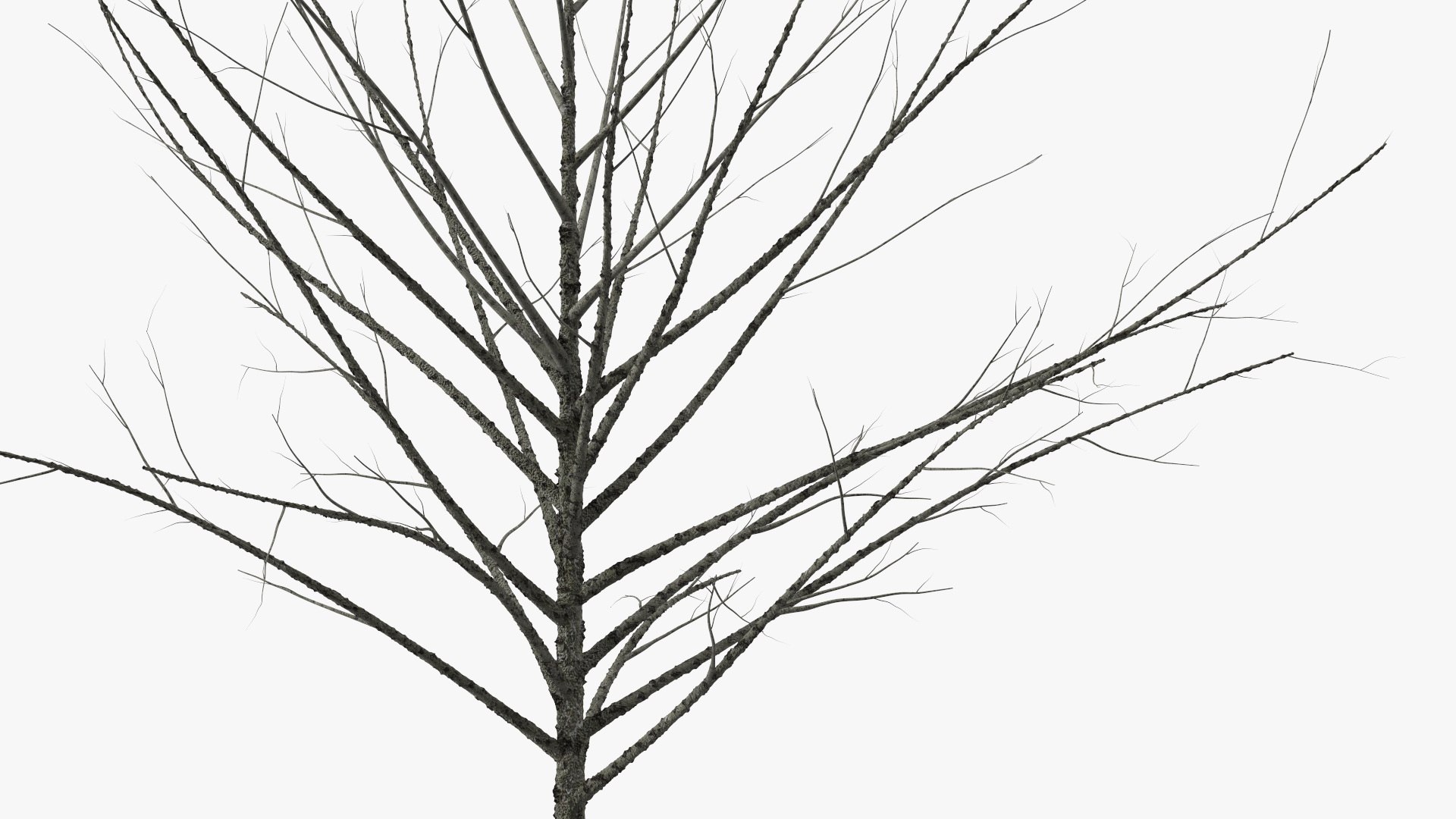 3D Bare Winter Tree Model - TurboSquid 2203533